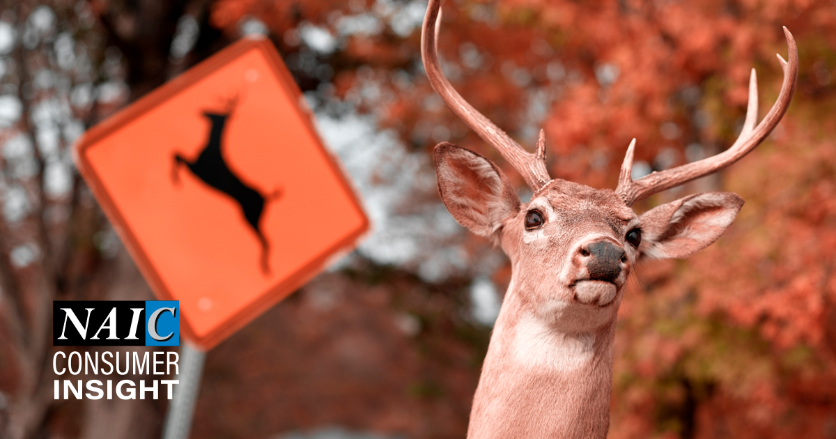 Oh, Deer! Rutting season increases collision frequency